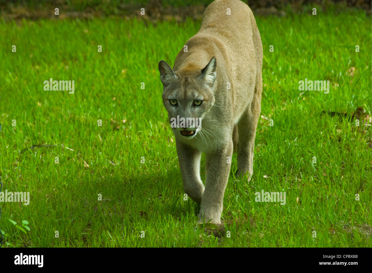 Cougar, Puma concolor Stock Photo - Alamy