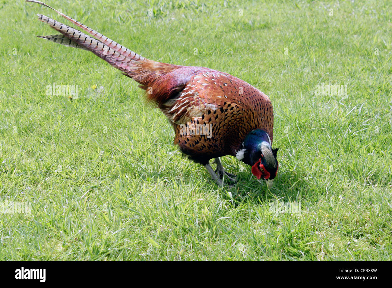 Pheasant feeding in English garden Stock Photo - Alamy
