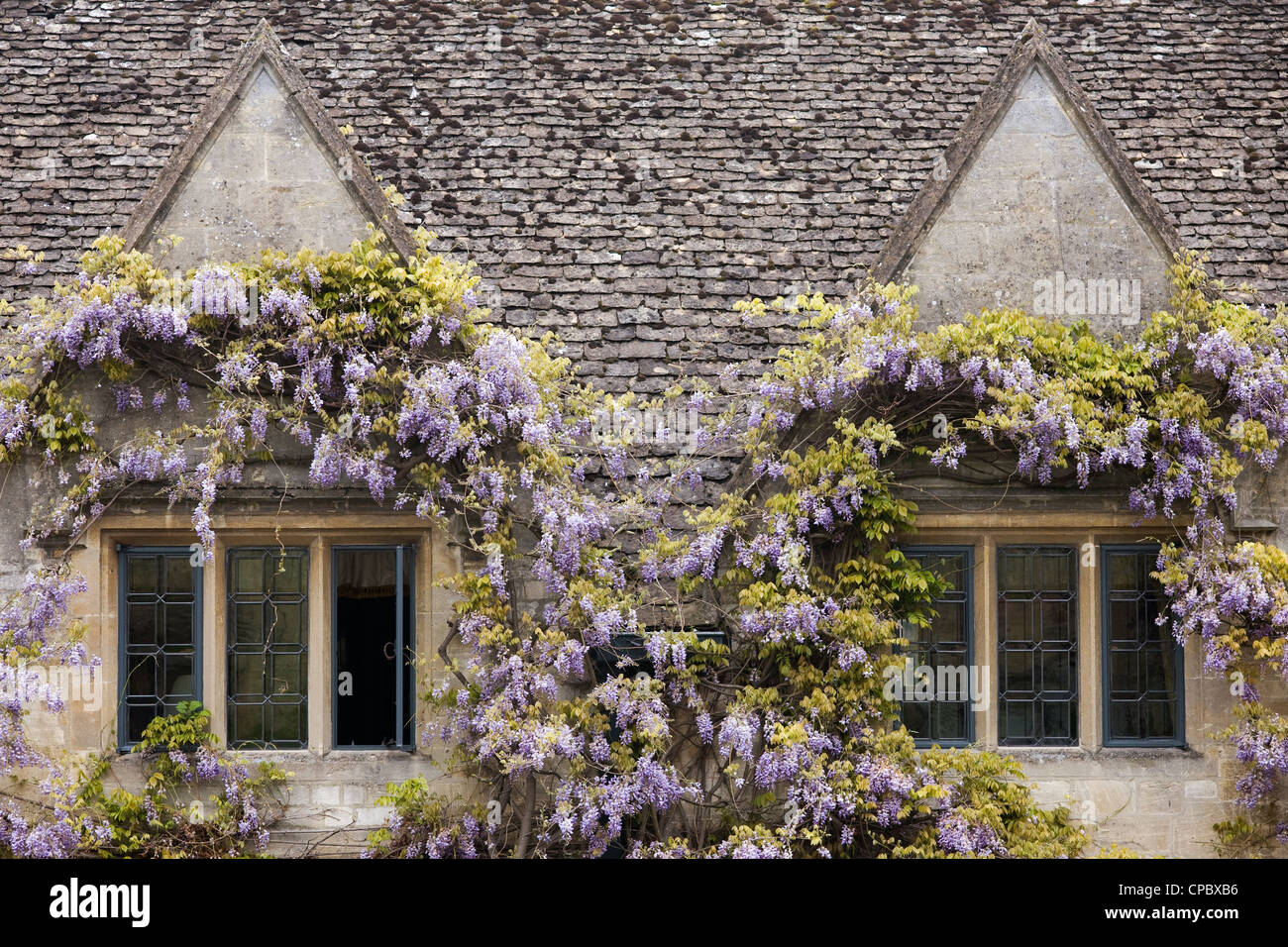 Wisteria surrounding the windows of The Bay Tree Hotel in the Cotswold ...