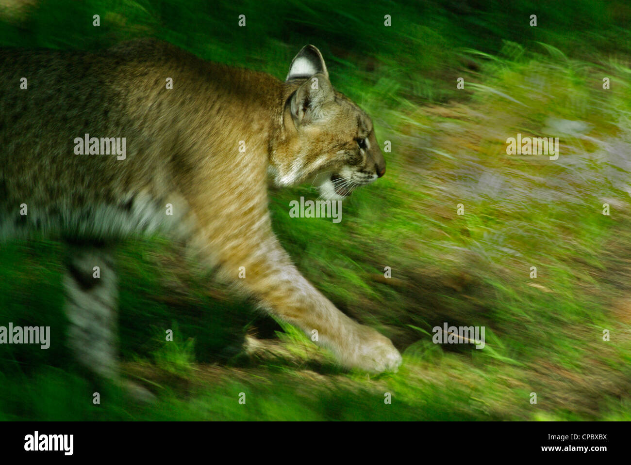 Bobcat, Lynx rufus Stock Photo - Alamy