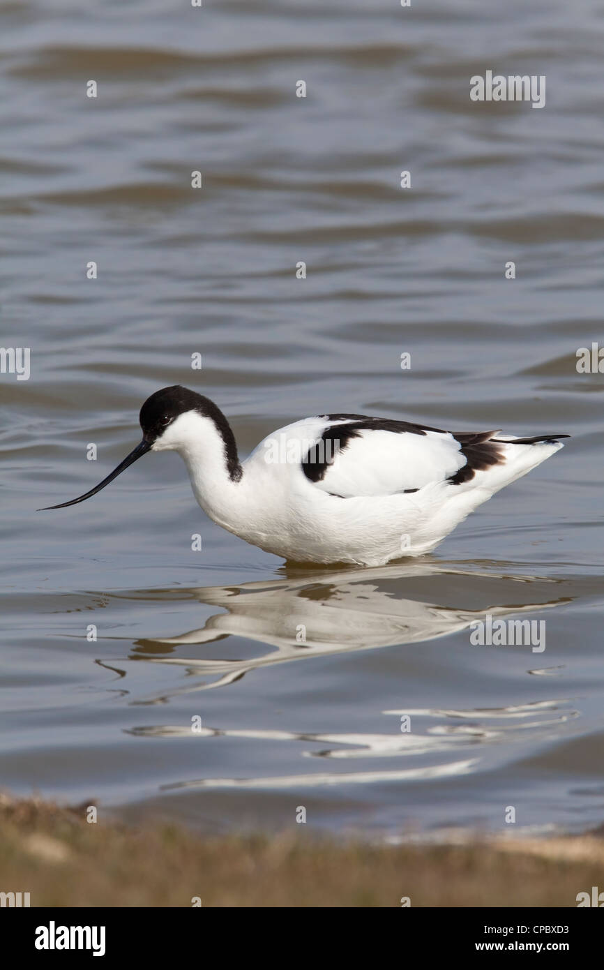 Pied Avocet Recurvirostra avosetta adult feeding in shallow water Stock ...