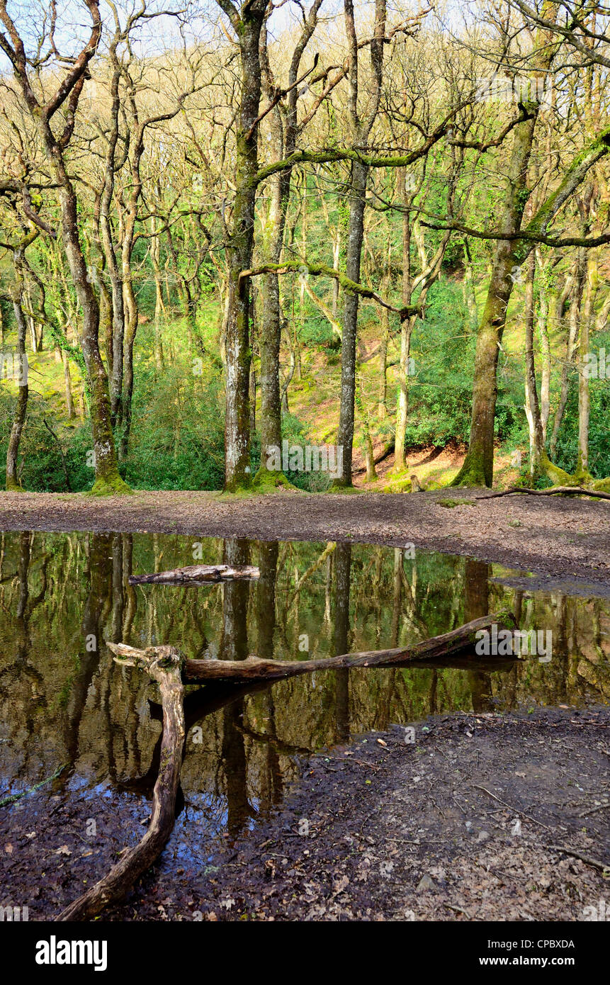 Large puddle hi-res stock photography and images - Alamy