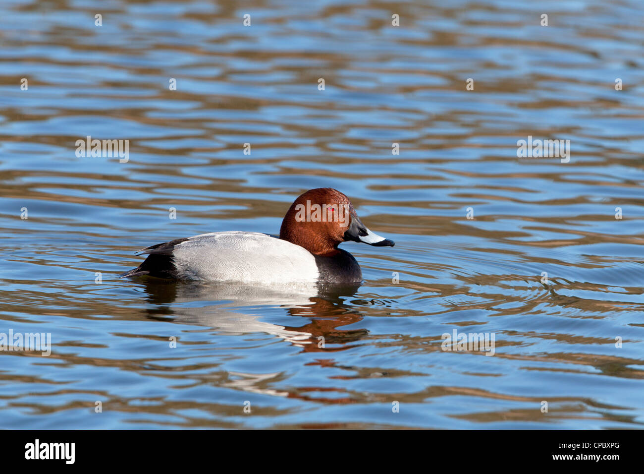 Common Pochard Aythya ferina adult male in breeding plumage swimming ...
