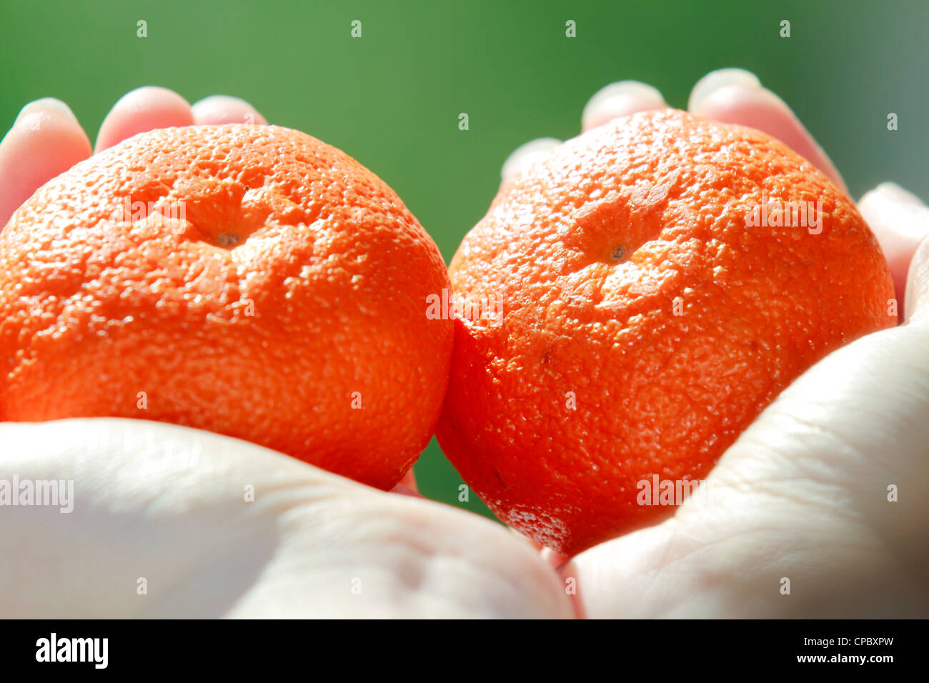 the hands of a girl on a beautiful background with two tangerines, food ...