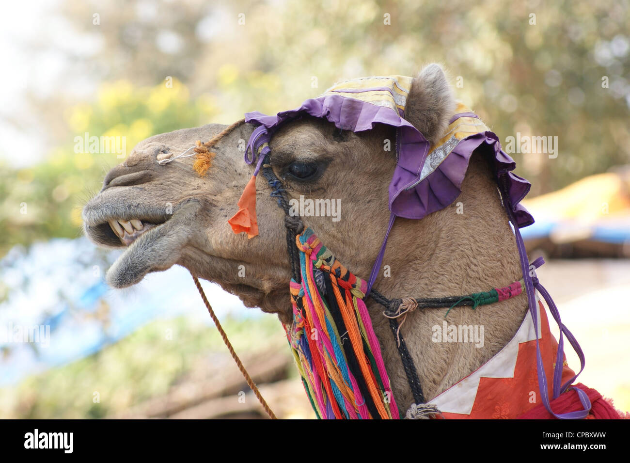 Decorated camel hi-res stock photography and images - Alamy