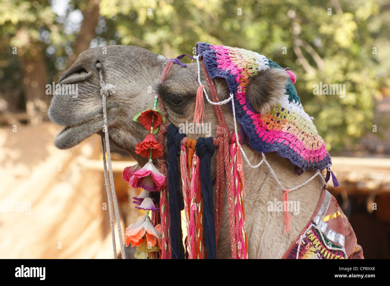 portrait of a beautiful decorated camel in India Stock Photo - Alamy