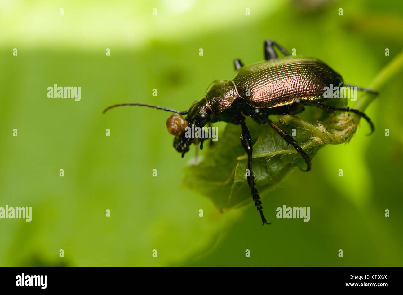 Calosoma inquisitor hi-res stock photography and images - Alamy