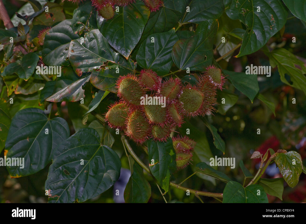 Annatto Tree, Bixa orellana Stock Photo - Alamy