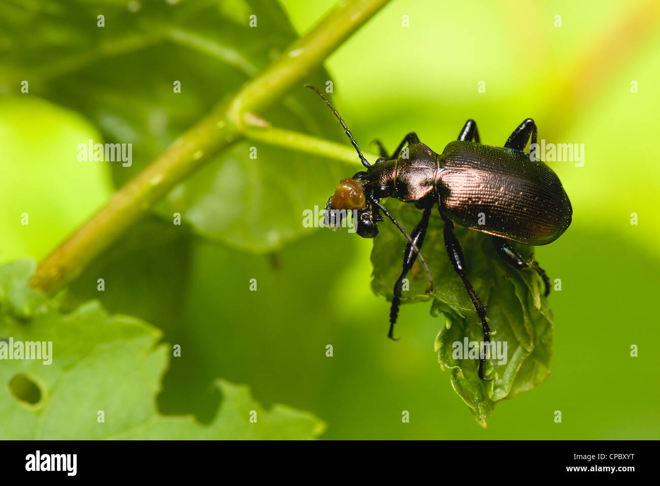 Calosoma inquisitor hi-res stock photography and images - Alamy