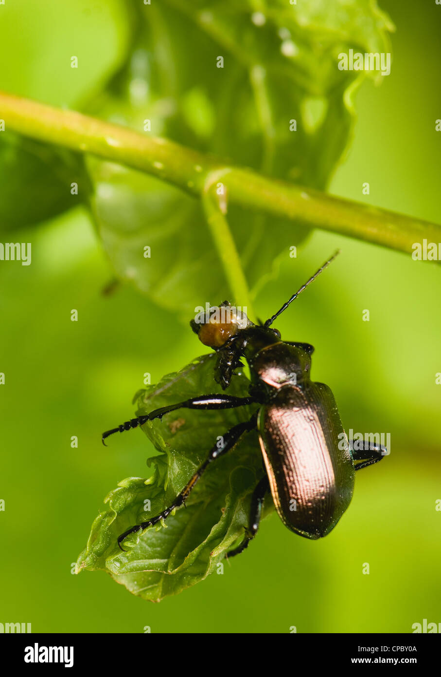 Calosoma inquisitor hi-res stock photography and images - Alamy