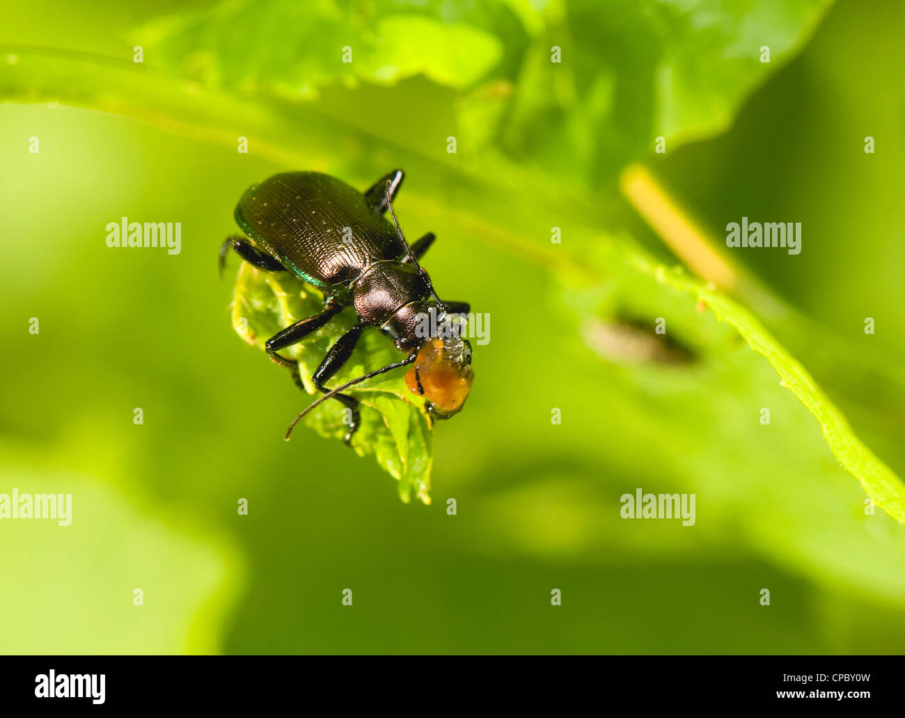 Calosoma inquisitor hi-res stock photography and images - Alamy