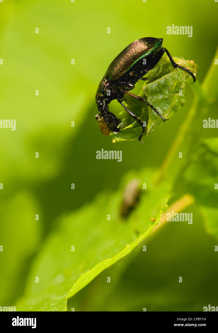 Calosoma inquisitor hi-res stock photography and images - Alamy