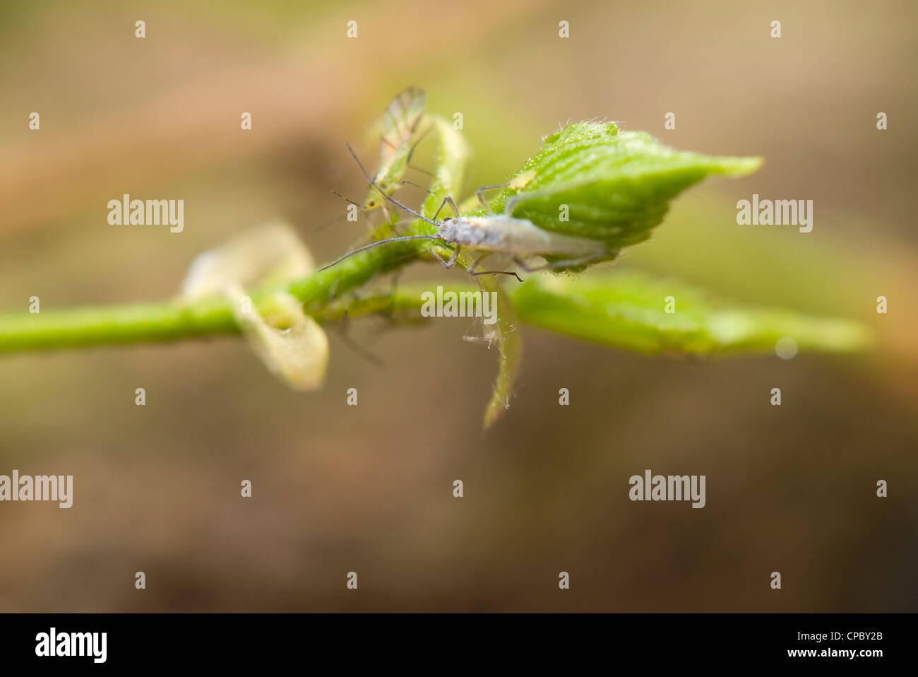 Phyllaphis fagi hi-res stock photography and images - Alamy