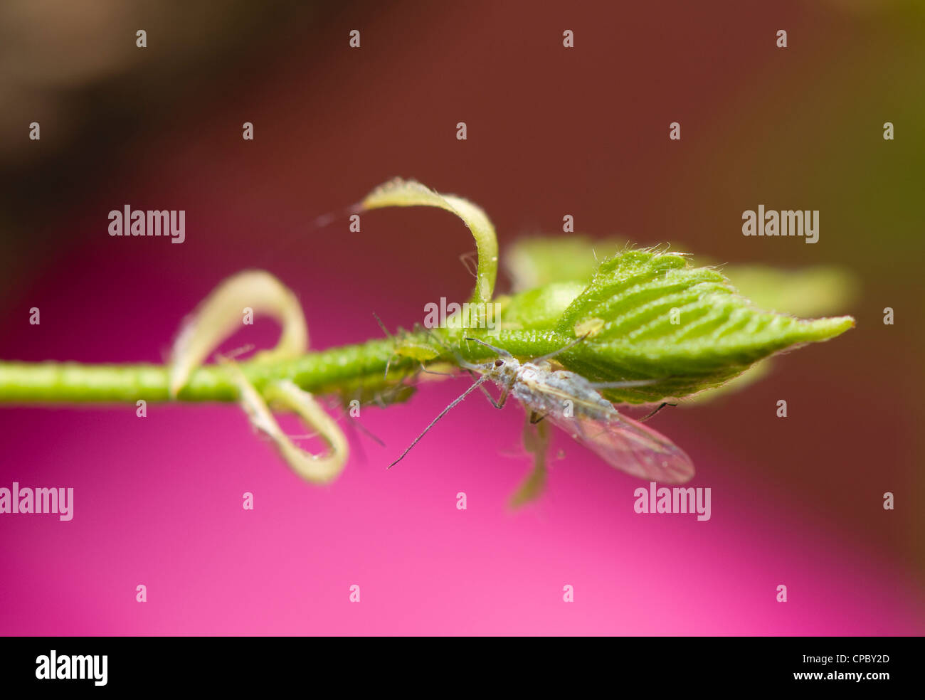 Phyllaphis fagi hi-res stock photography and images - Alamy