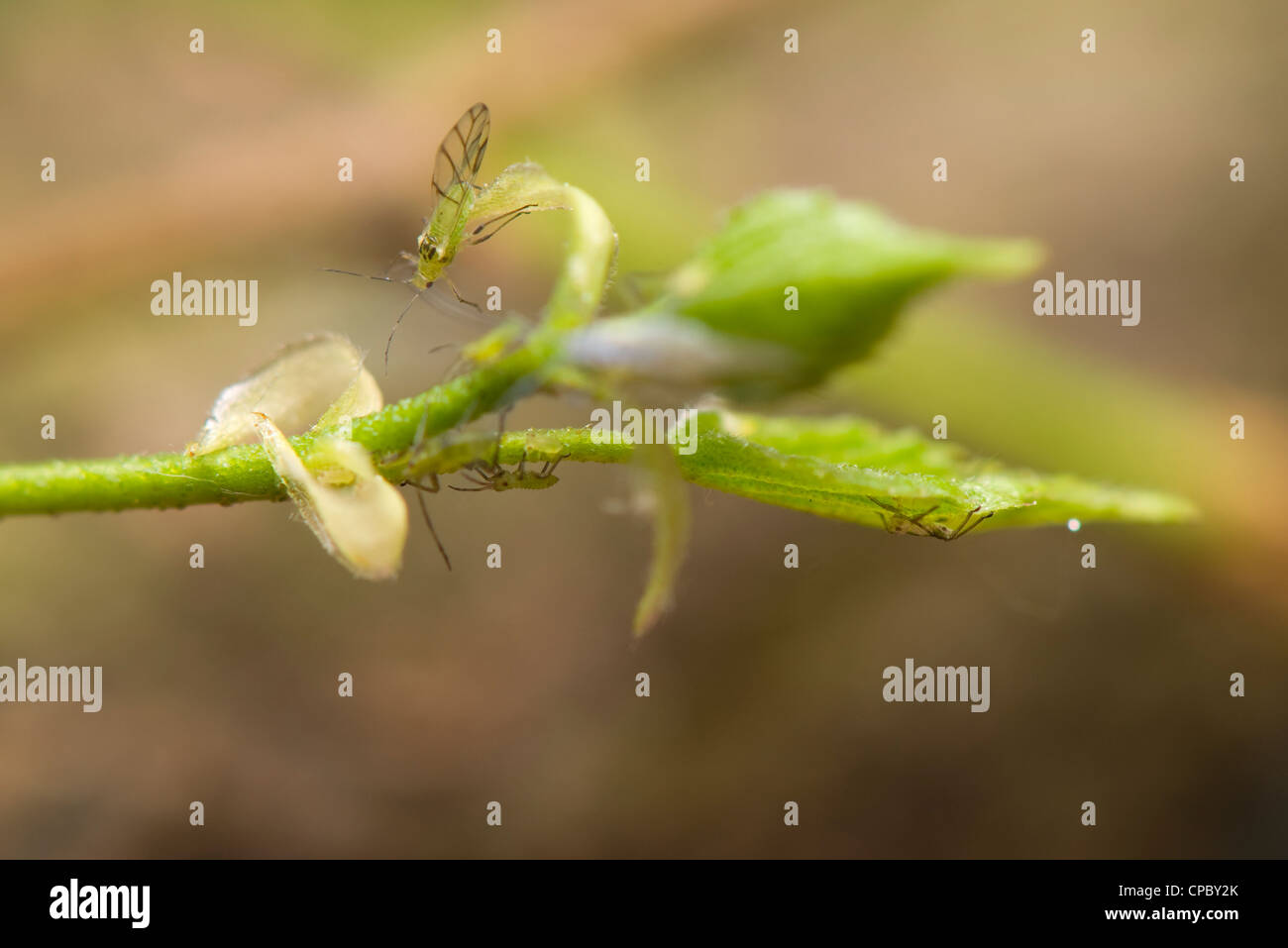 Phyllaphis fagi hi-res stock photography and images - Alamy