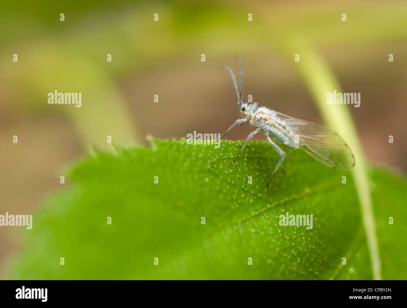 Fagi hi-res stock photography and images - Alamy