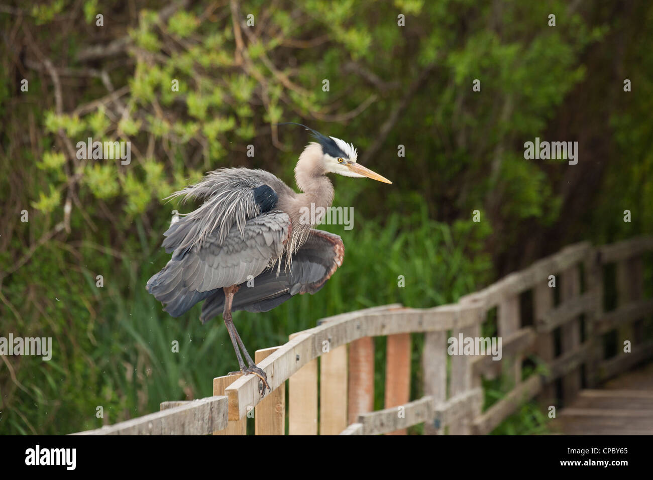 Great blue heron ruffling feathers while perched on boardwalk railing ...