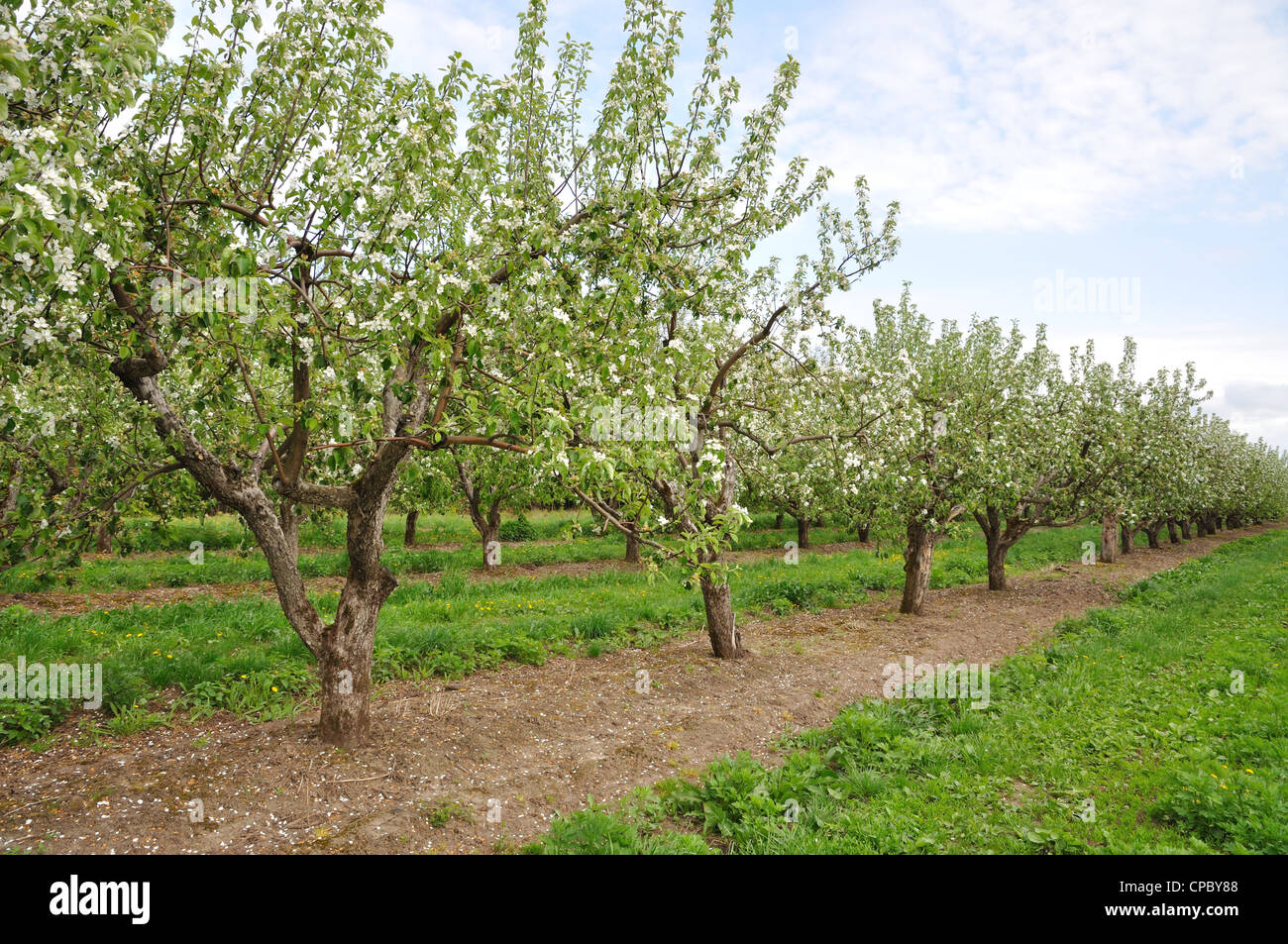 Blooming apple trees Stock Photo - Alamy