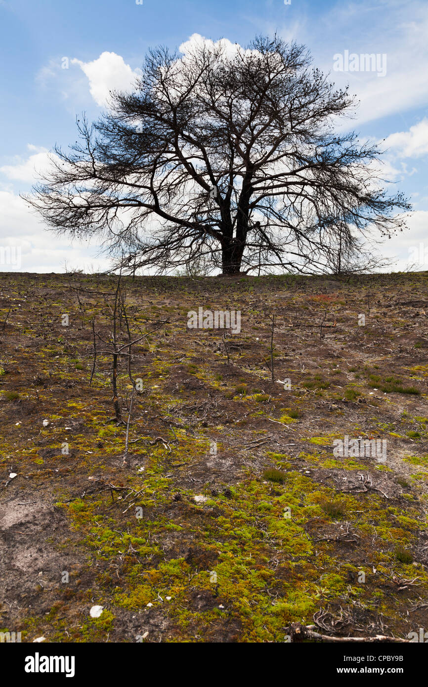ground covering plant regrowth at site of forest fire at Frensham ...