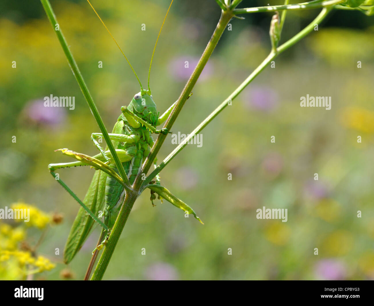 Insect antenna hi-res stock photography and images - Alamy