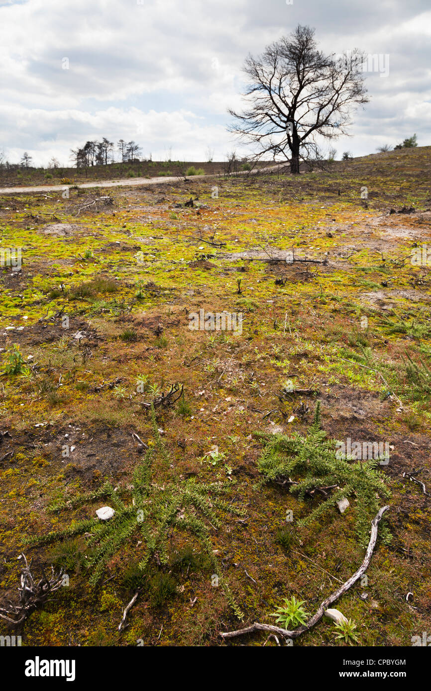 ground covering plant regrowth at site of forest fire at Frensham ...