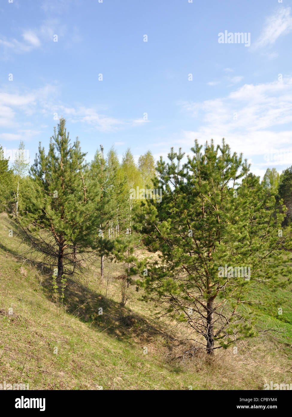 Conifer tree russia hi-res stock photography and images - Alamy