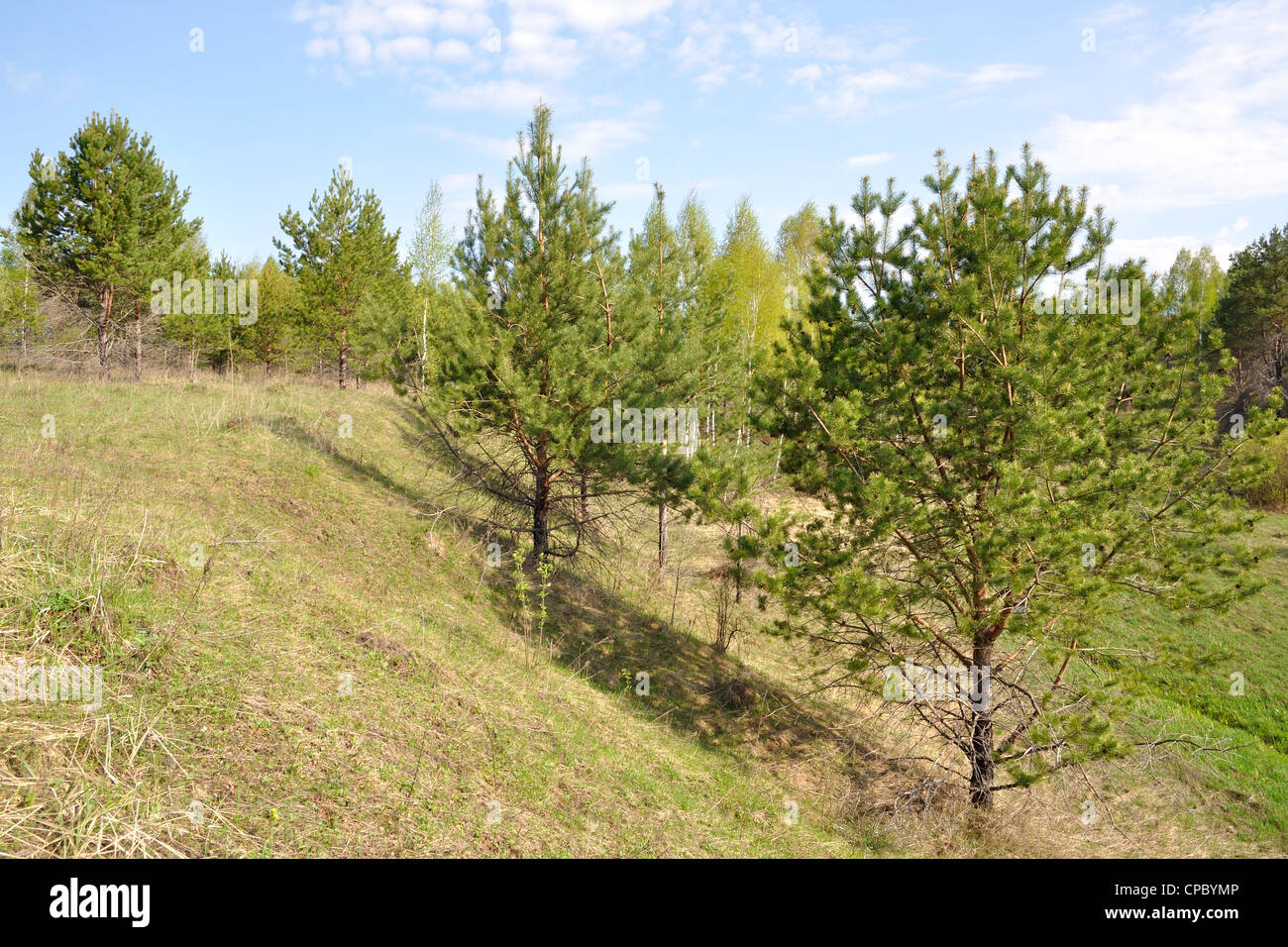 Conifer Tree Russia High Resolution Stock Photography and Images - Alamy