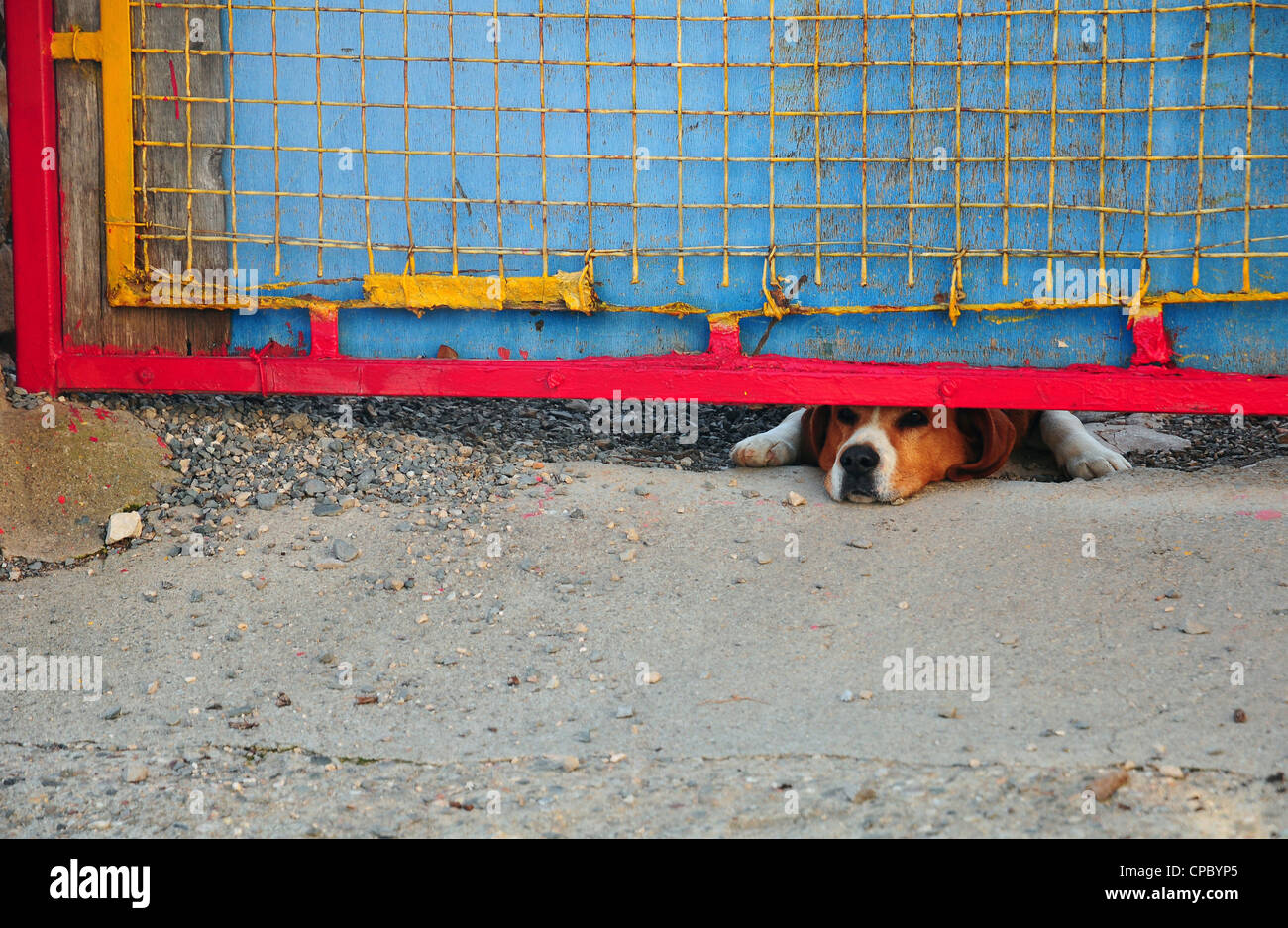Captive gate hi-res stock photography and images - Alamy