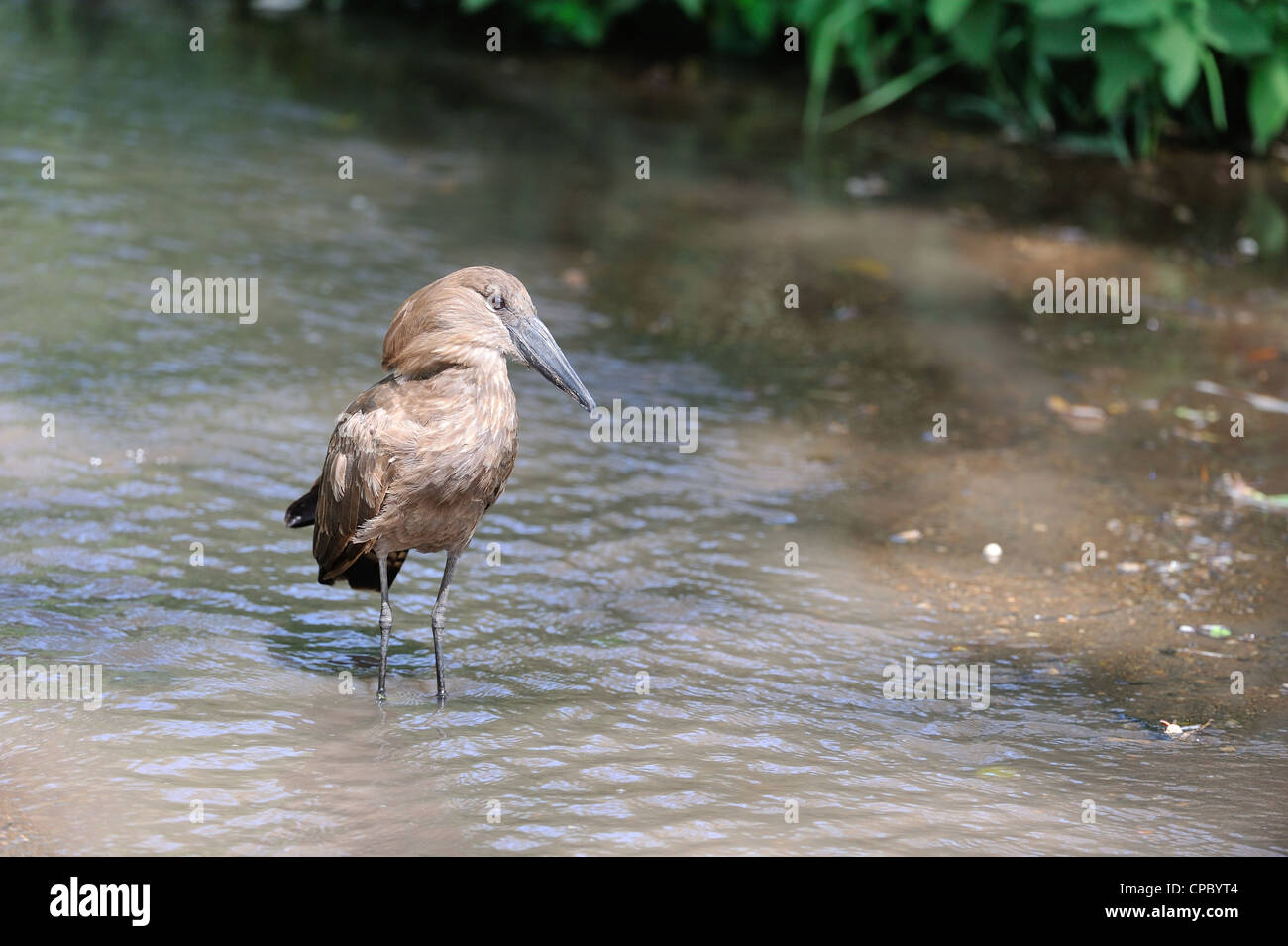 Hamerkop hammerhead scopus umbretta bird hi-res stock photography and ...