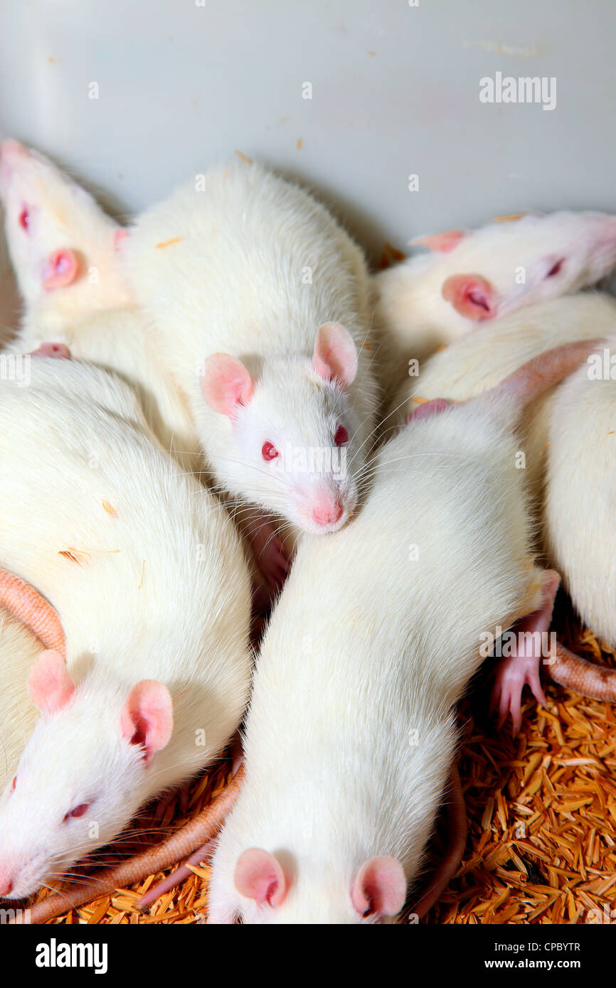 White Rat Nose High Resolution Stock Photography and Images - Alamy