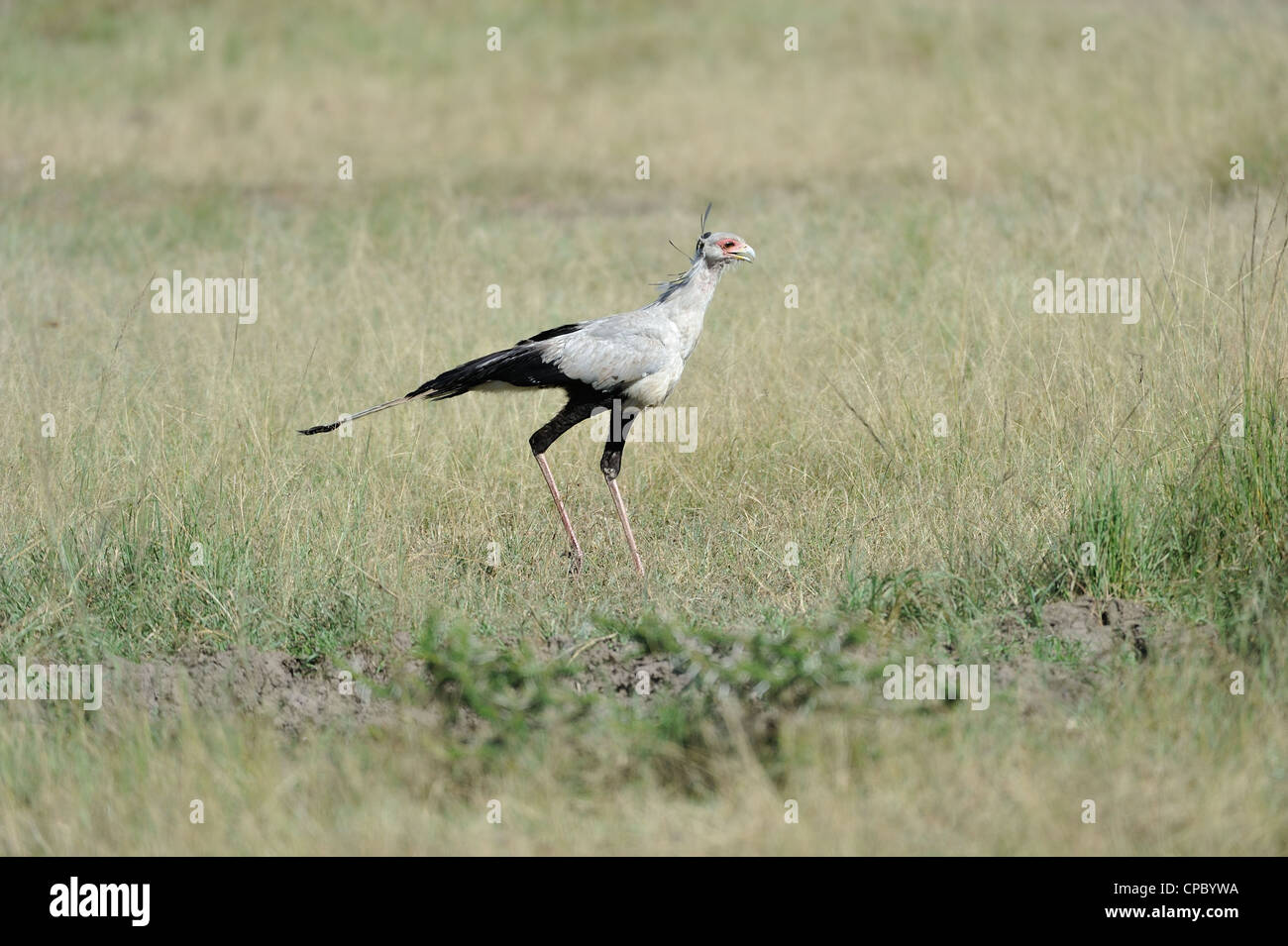 Secretary bird hunting hi-res stock photography and images - Alamy