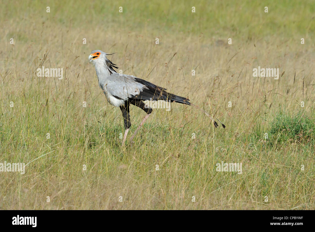 Secretary bird hunting hi-res stock photography and images - Alamy