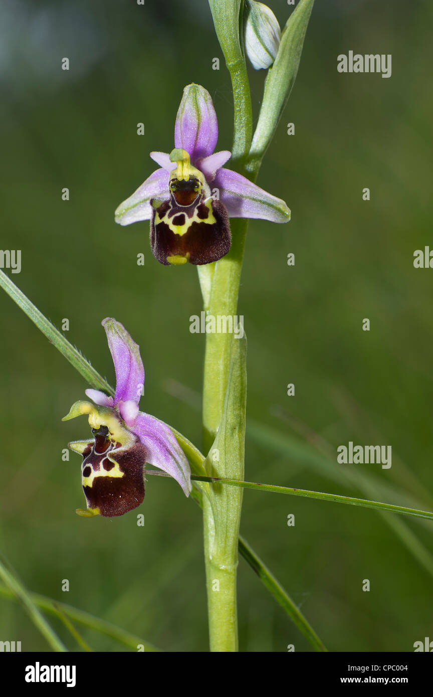 Wild orchids in a field, Ophrys fuciflora Stock Photo - Alamy