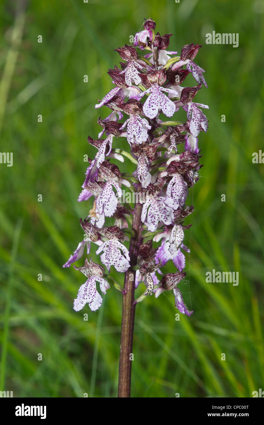 Field of wild flowers orchids hi-res stock photography and images - Alamy