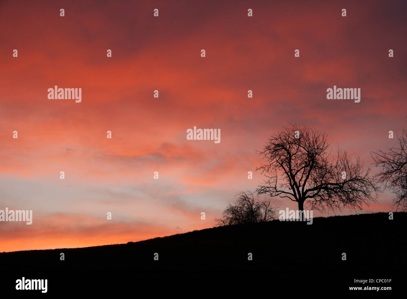 Early morning sunrise capturing a solitary tree Stock Photo - Alamy