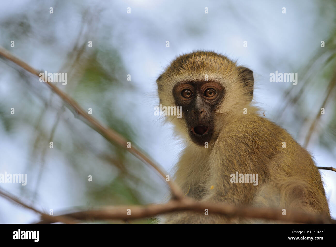 Male Vervet Monkey Stock Photos & Male Vervet Monkey Stock Images - Alamy