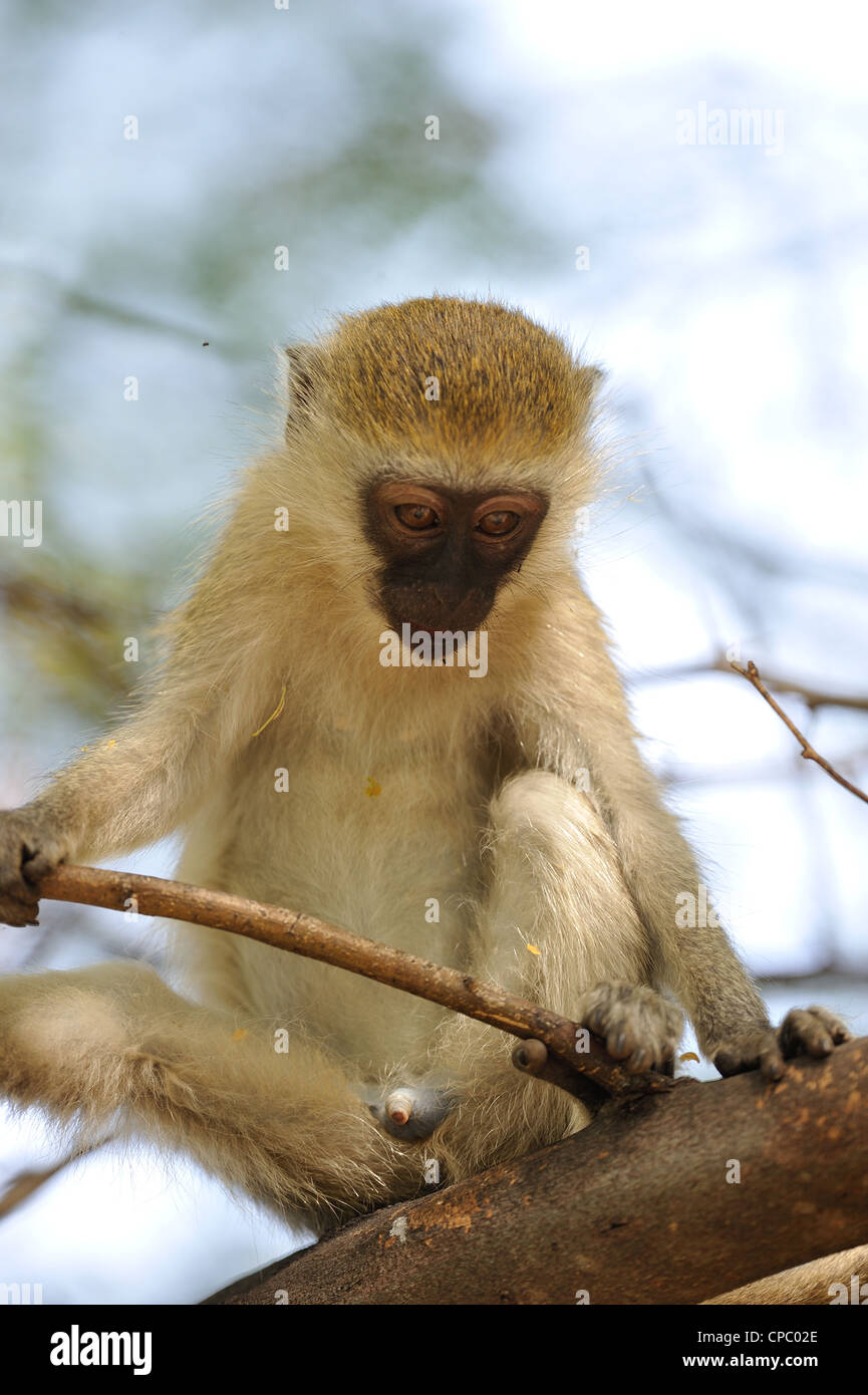Vervet monkey - Grivet Monkey - Green monkey - Savanna monkey ...