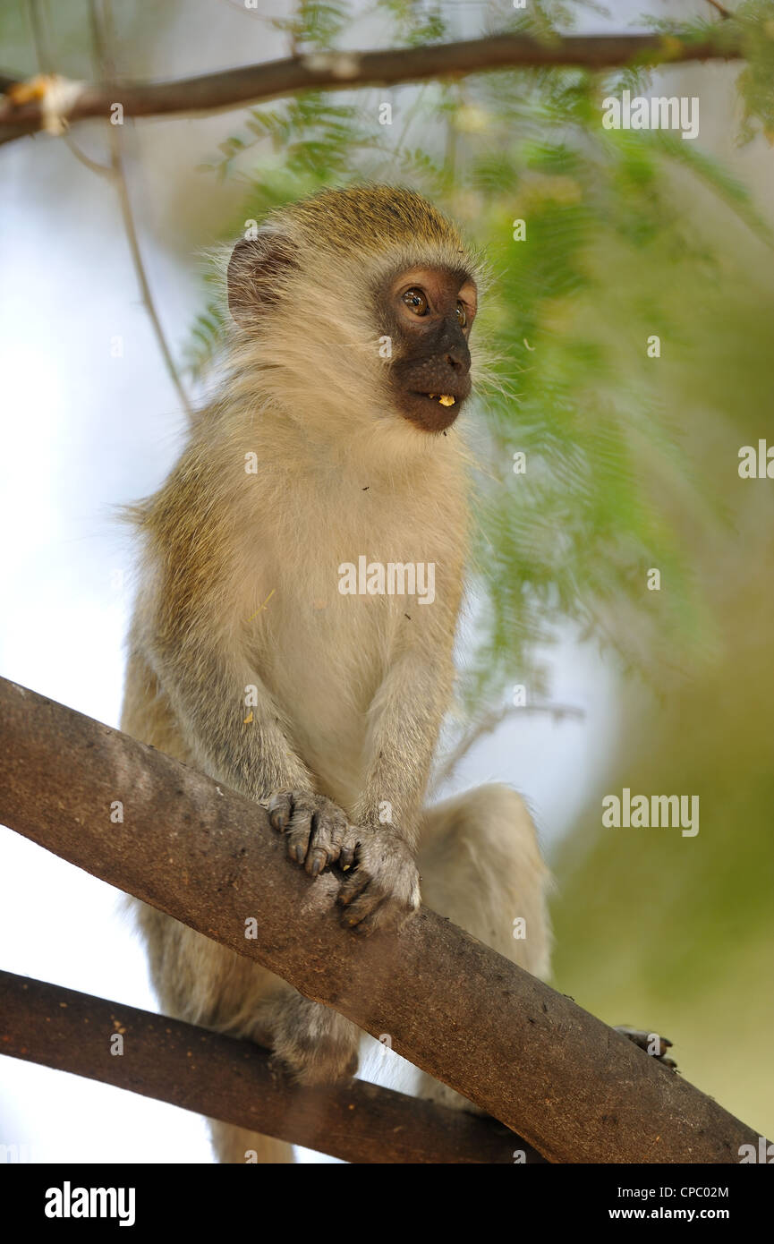 Vervet monkey - Grivet Monkey - Green monkey - Savanna monkey ...