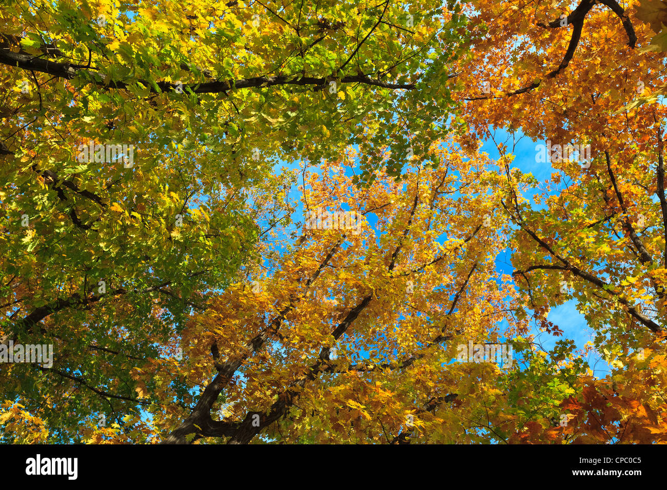 Yellow trees green hi-res stock photography and images - Alamy