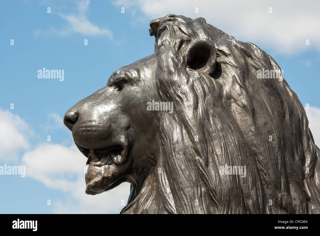 Lion head side profile hi-res stock photography and images - Alamy