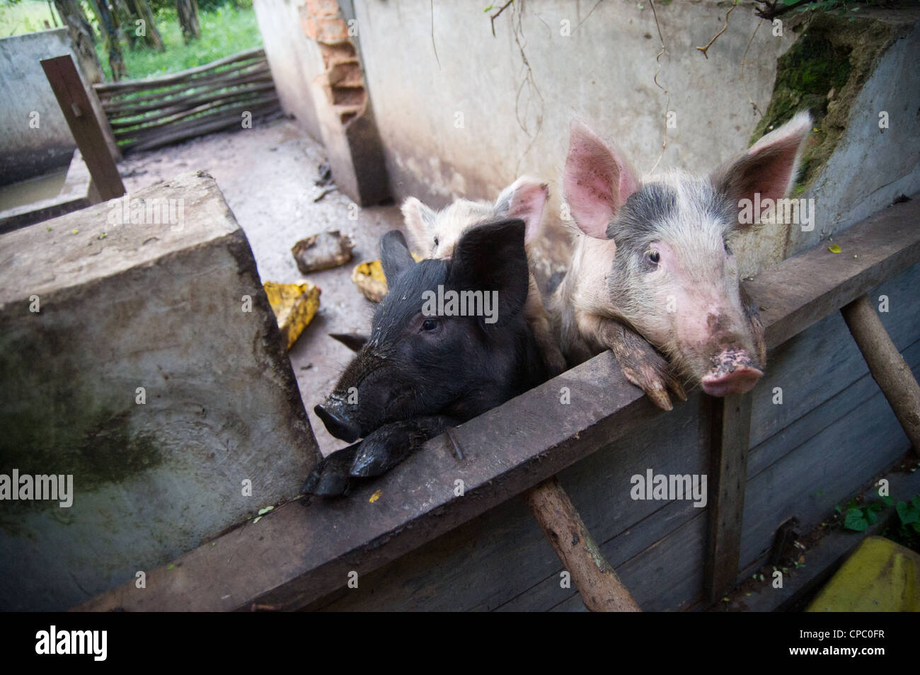 Piggeries hi-res stock photography and images - Alamy