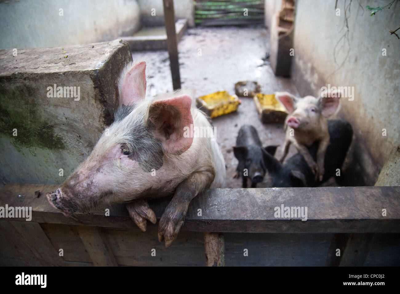 Piggeries hi-res stock photography and images - Alamy