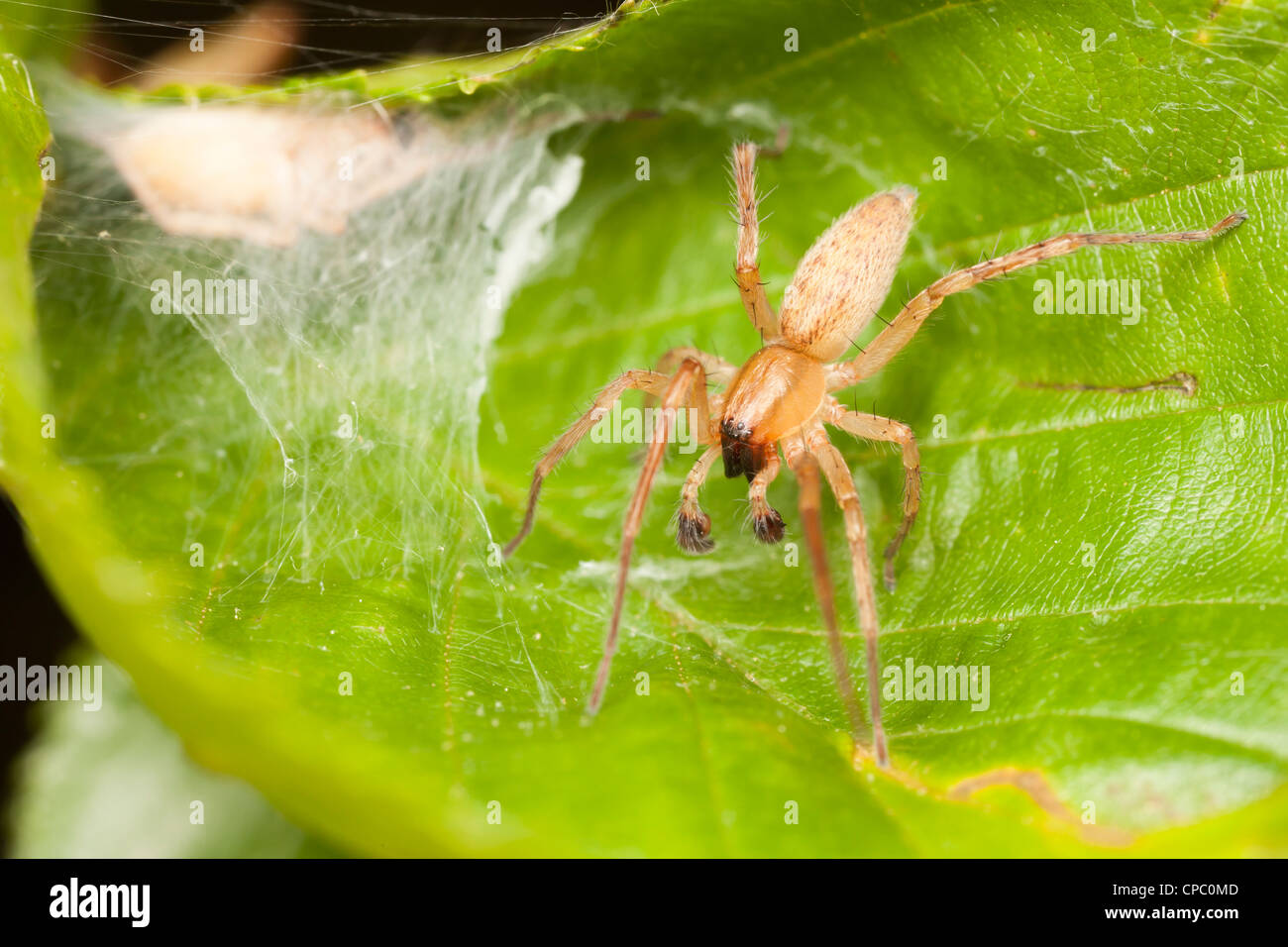 Sac Spiders High Resolution Stock Photography and Images - Alamy