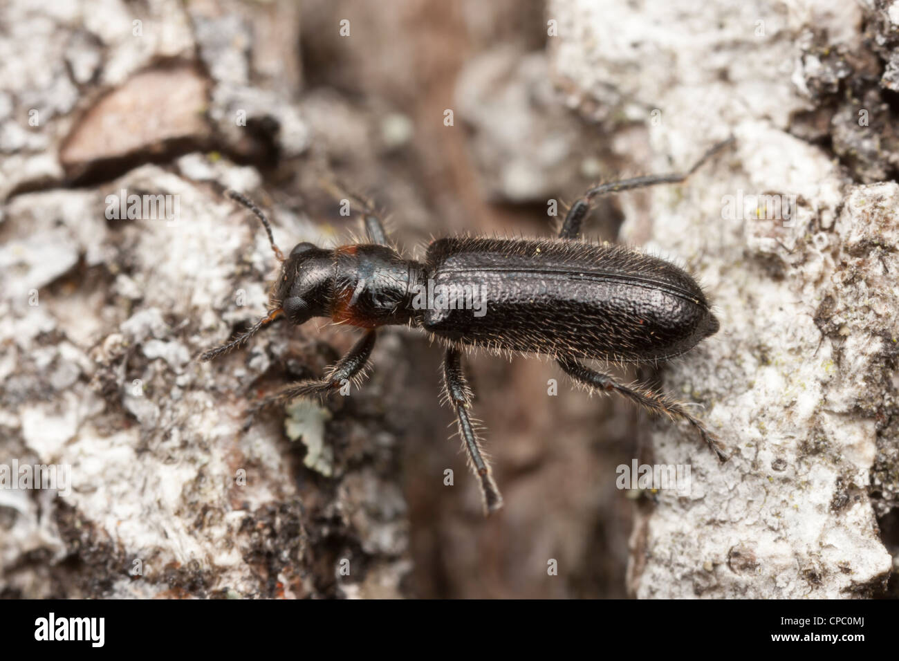 Cleridae checkered beetle beetles hi-res stock photography and images ...