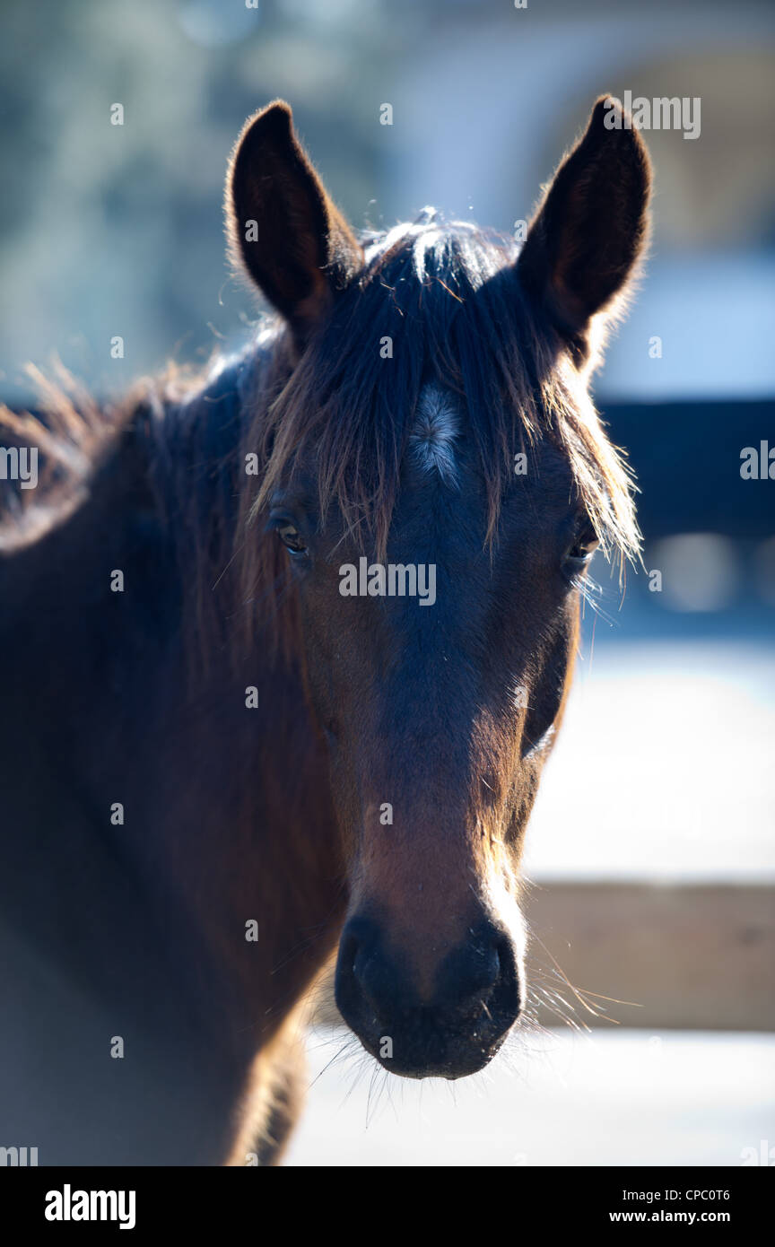 Scruffy mane hi-res stock photography and images - Alamy