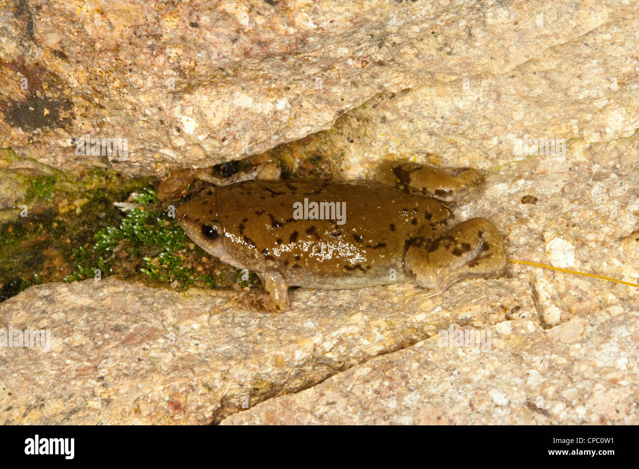 Gastrophryne olivacea hi-res stock photography and images - Alamy