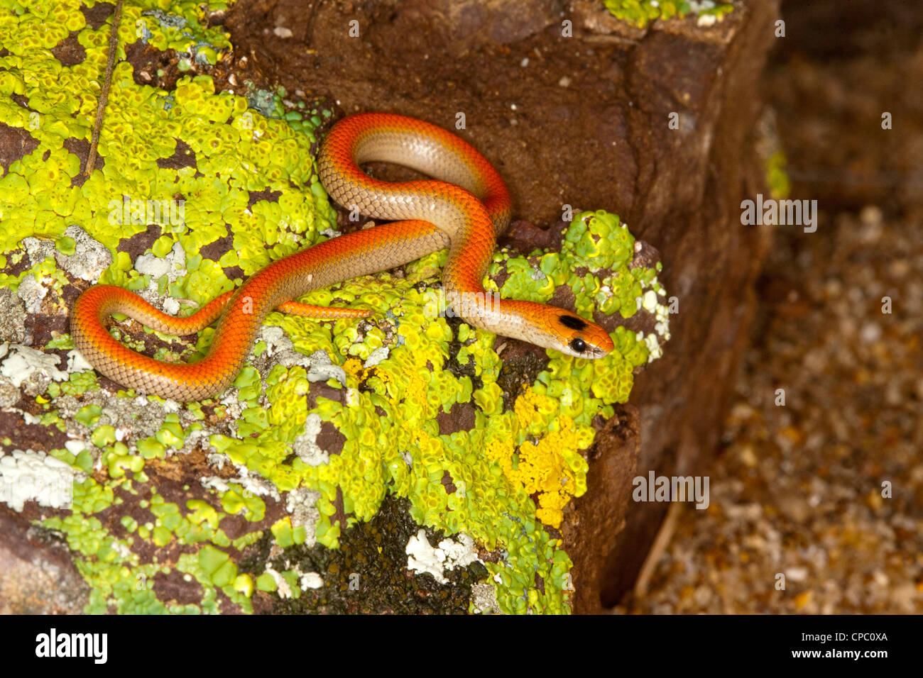 Groundsnake Sonora semiannulata Phoenix, Maricopa County, Arizona 16 ...