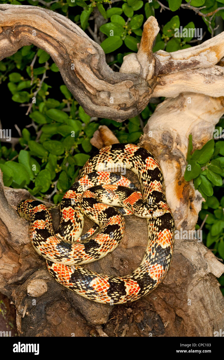 Long-nosed Snake Rhinocheilus lecontei Tucson, Arizona, United States ...