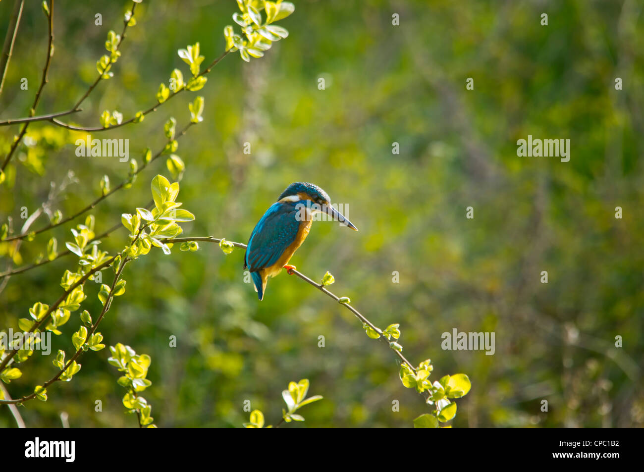 Common Kingfisher in natural habitat Stock Photo - Alamy