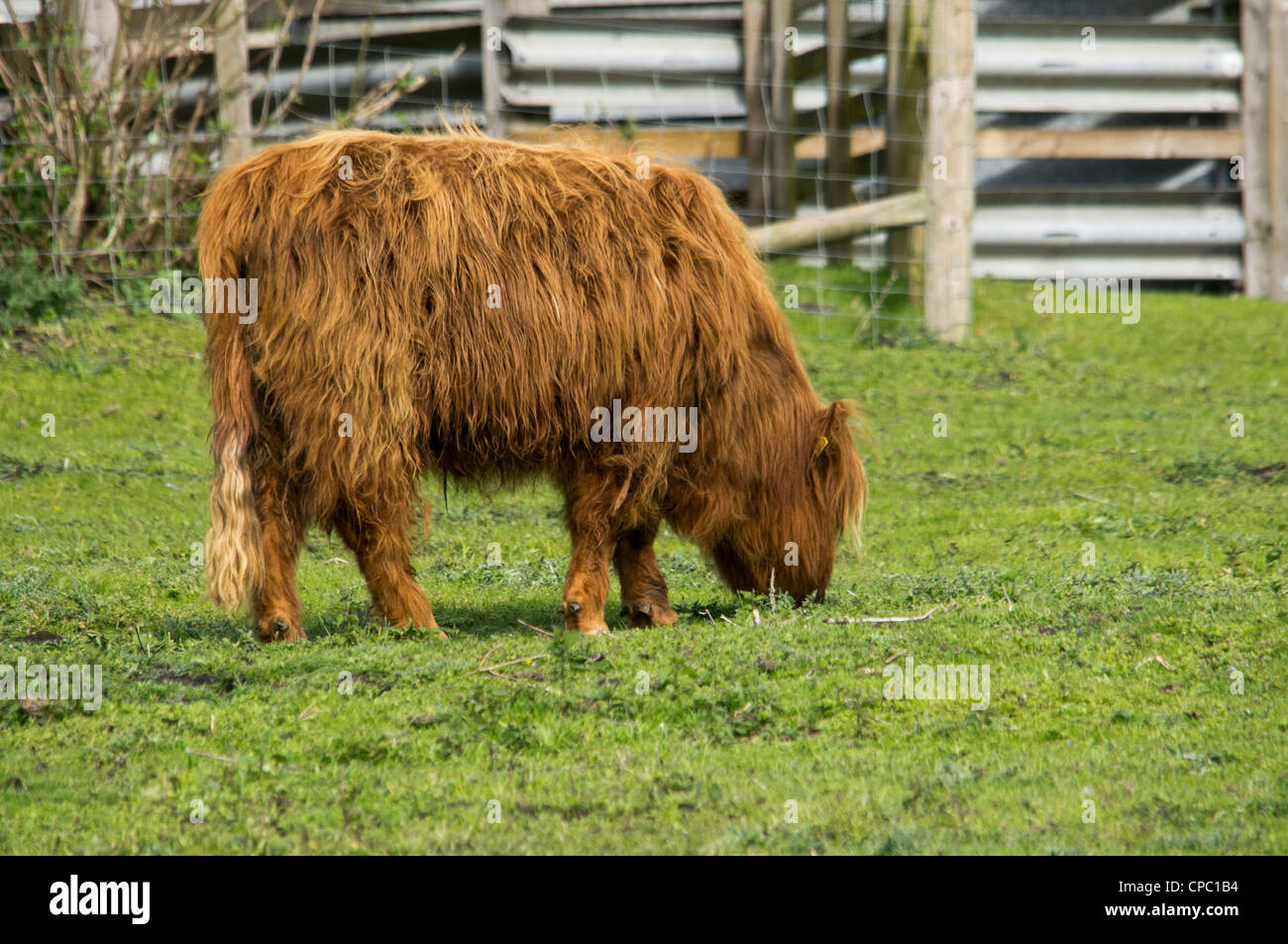 Highland cow isolated hi-res stock photography and images - Alamy